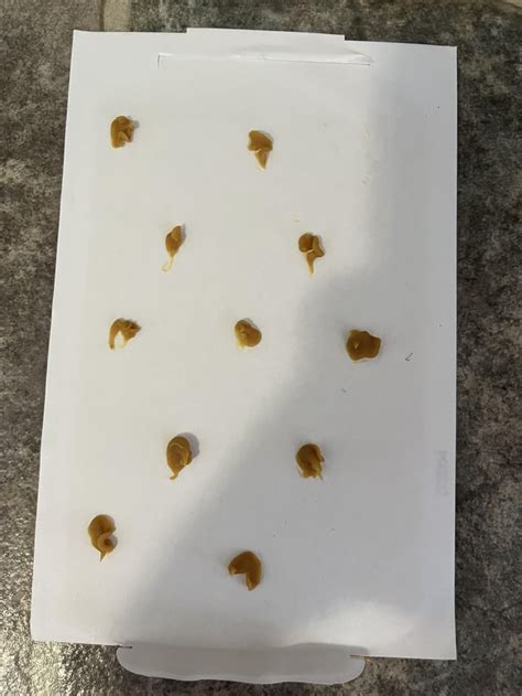 What Are These Little Worms Inside The House Just Moved Into A Place