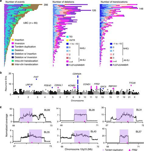 Analysis Of Somatic Structural Variations And Sv Affected Genes In Ubc Download Scientific