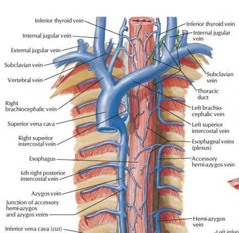 Veins Diagram