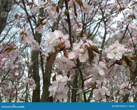 Sakura Tree Is Blooming Stock Image Image Of Pink Petal 254710323