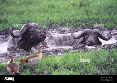 Paysages Avec Buffles Banque De Photographies Et Dimages à Haute
