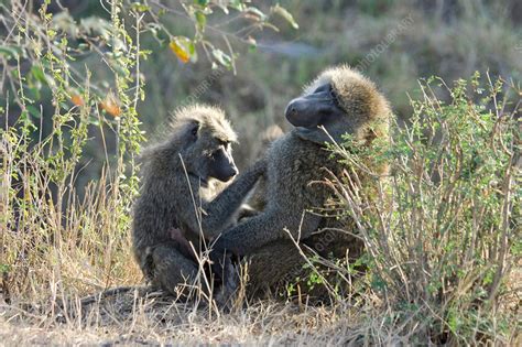 Olive Baboon Female Grooming Male Stock Image Z9100227 Science