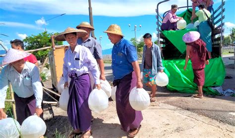 မိုးညှင်းမြို့နယ် အင်းတော်ကြီးအိုင်အတွင်းသို့ ပထမဆုံးအကြိမ် အလှူရှင်တစ