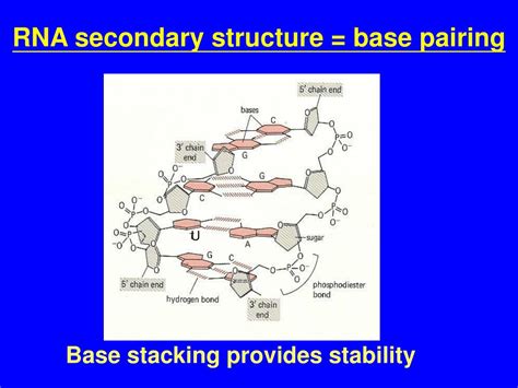 Ppt Introduction To The Rna Folding Problems Powerpoint Presentation Id1785858
