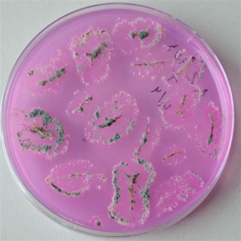 Living Lab Plant Living Lab Plant And Bodem