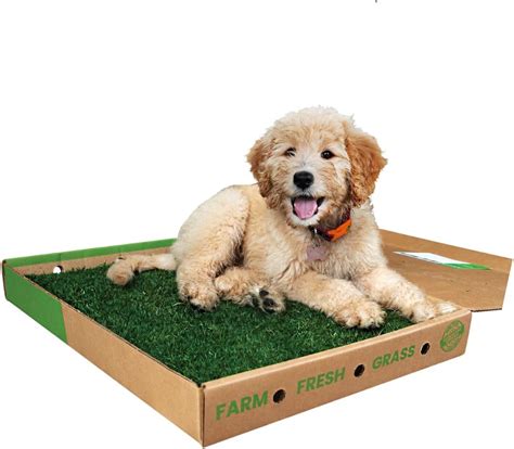 Gotta Go Grass Real Dog Grass For Pet Training Natural Grass Patch