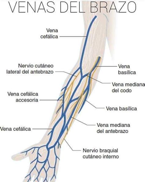 Venas Del Brazo Anatomia De Las Venas Teorias De Enfermeria Medula