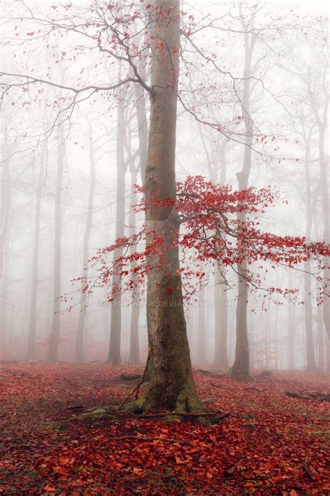 Woodland Silence Picture Deciduous Trees Woodland