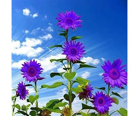 Jenean Newton Obituary 2024 Las Vegas Nv Serenity Funeral Home