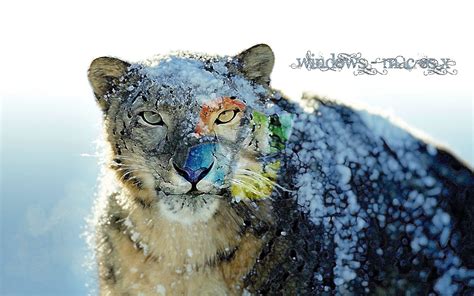Mac Os X Leopard Wallpaper 66 Images