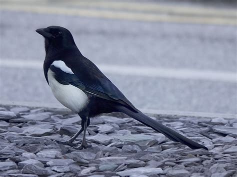 Eurasian Magpie Sound