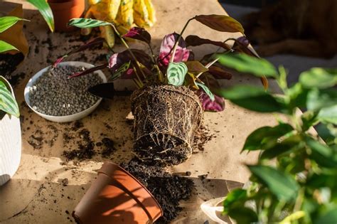Premium Photo Indoor Plants Ficus With Roots Lies Outside The Pot A