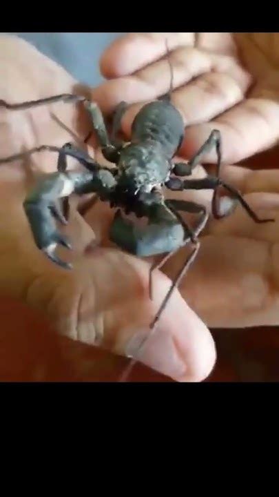 El Vinagrillo Shorts Vinagrillo Fyp Youtube