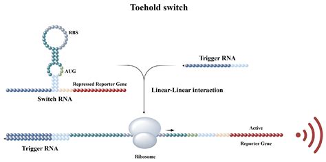 A Novel Approach Using Luxsit I Enhanced Toehold Switches For The Rapid