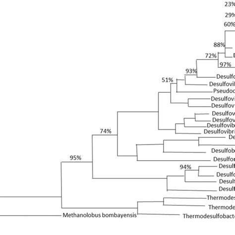 Phylogenetic Tree Based On 16s Rdna Sequence Analysis Showing The