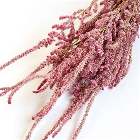 Pink Statice Suworowii Bunch Lsf Wholesale