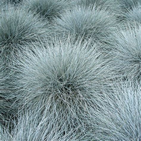 15 Companion Plants For Lavender