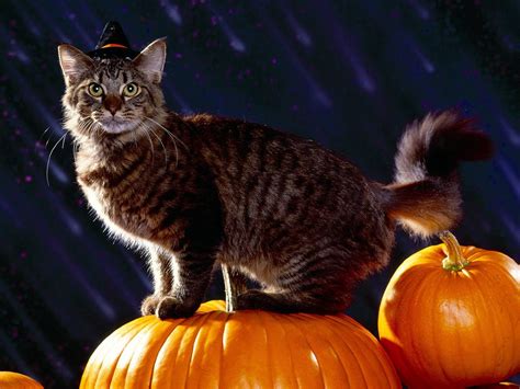[200 ] Cute Halloween Backgrounds