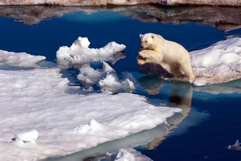 Nature Animals Polar Bears Ice Iceberg Sea Water Jumping Snow