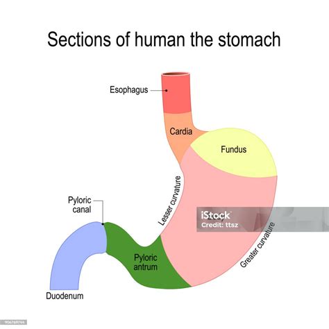 Ilustración De Esquema Detallado De La Estructura Desde Dentro Del
