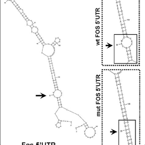 Putative Secondary Structures Of Wild Type Wt And Mutated Mut Fos