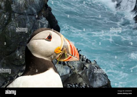 Close Up Of Atlantic Puffin On A Coasts Of Shetland Islands Scotland