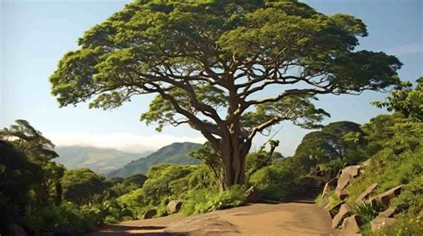 African Mahogany Tree