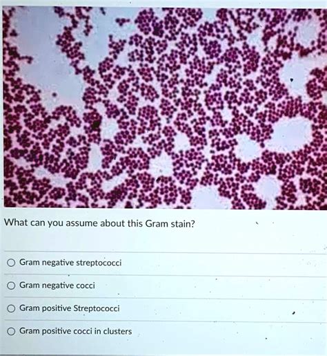[get Answer] What Can You Assume About This Gram Stain Gram Negative Streptococci Gram Negative