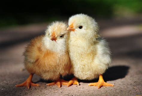 Birds Chicks Hd Wallpaper Rare Gallery