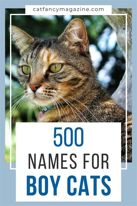 150 Unique Viking And Norse Cat Names With Meanings Cat Fancy Magazine