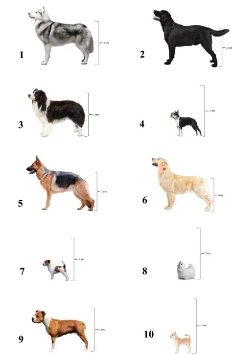 Las Diferentes Razas De Perros Tienen Diferentes Métodos De Entrenamiento
