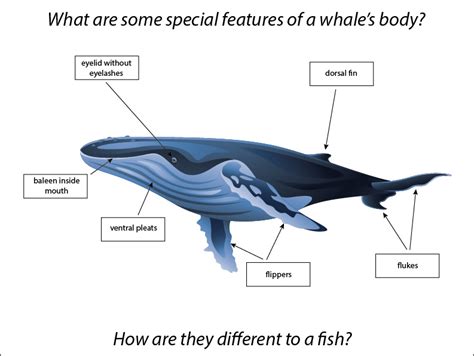 Whale Shark Anatomy