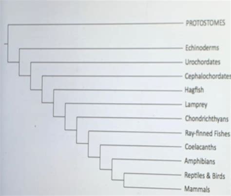 solved viii phylogenetic tree 14 complete the phylogenetic