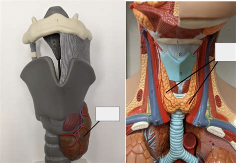Biol244 Lab Quiz 1 Thyroid Diagram Quizlet