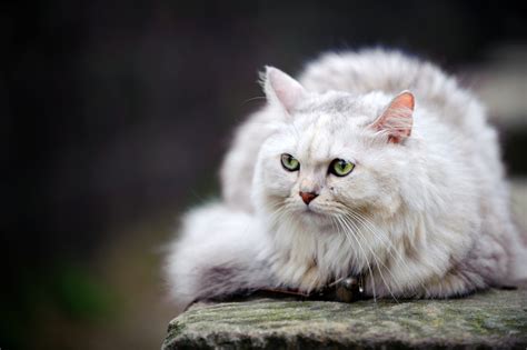 Cat Kitty Pussycatの意味とは？ 英語で猫という意味になる単語と表現 英語学習サイト：マスターランゲージ