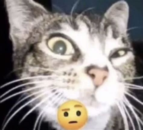 Silly Cat With A Questioning Expression