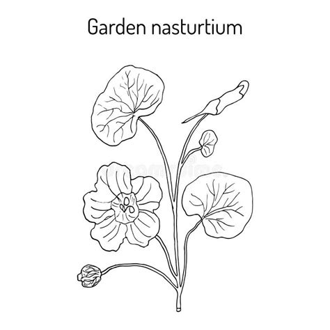 Cress Drawing Stock Illustrations 164 Cress Drawing Stock