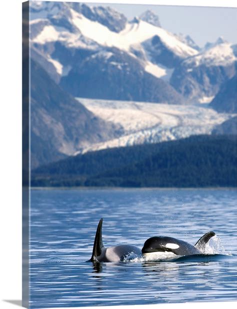Pod Of Orca Whales Surfacing In Favorite Passage Of The Lynn Canal