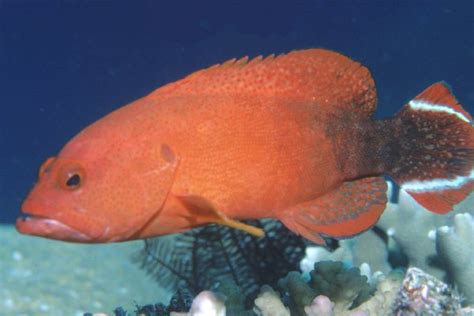 Bluelined Rockcod Cephalopholis Formosa Shaw And Nodder 1812 The