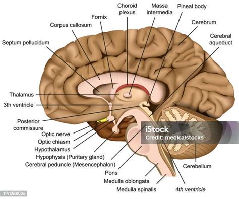 Human Brain Anatomy 3d Vector Illustration On White Background Stock