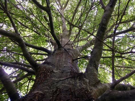 Celebrate Riparian Forest Buffer Month Getting More On The Ground