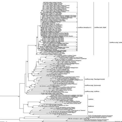 Maximum Likelihood Tree Based On Concatenated Its And Rpb2 Sequence
