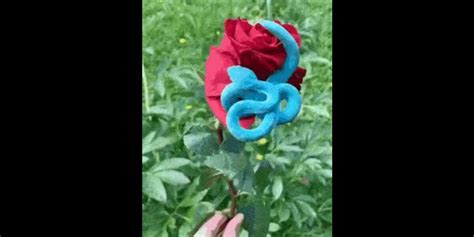 Blå Orm Skämt Och De Bästa Roliga Bilderna