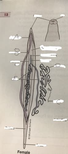 Nematoda Flashcards Quizlet Nematoda Flashcards Quizlet