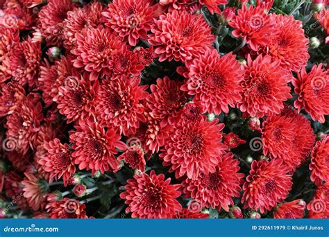 Beautiful Dark Red Color Of Chrysanthemum Flowers Stock Image Image