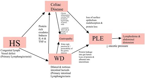 Newfound Features Associated With Hennekam Syndrome Intestinal