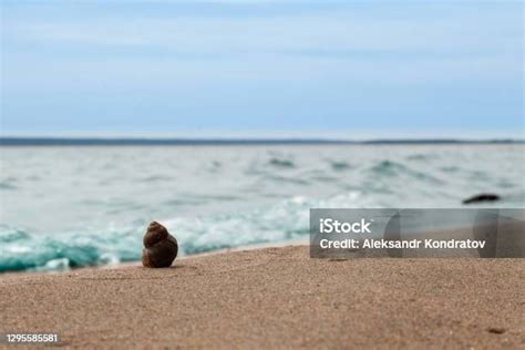 더운 여름 화창한 날에 푸른 투명한 파도를 배경으로 노란 모래위에 껍질이 있는 갈색 강 껍질을 클로즈업합니다 바다 레크리에이션 기호 가리비에 대한 스톡 사진 및 기타 이미지