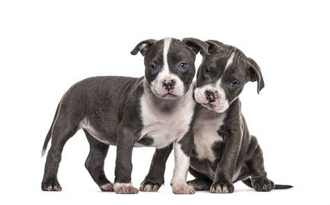 Pit Bull Terrier Red Nose