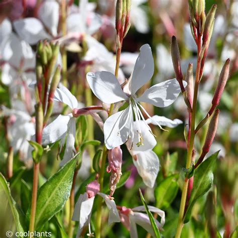 Gaura Lindheimeri White Dove Buy Plants At Coolplants