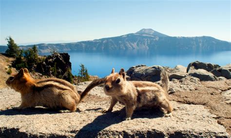 Crater Lake Wildlife Alltrips